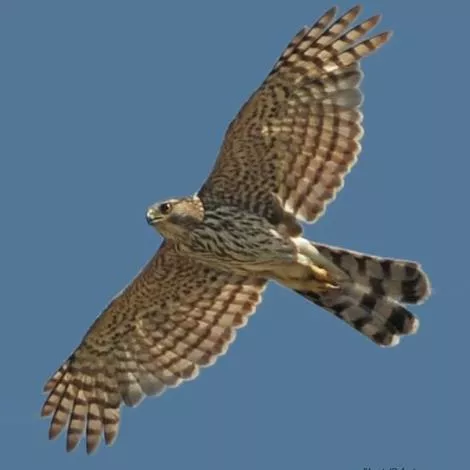 Female Merlin (Species=Falco columbarius / Standard Name=Merlin) - Bird ...