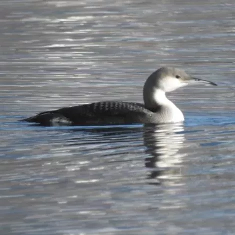 Adult Non Breeding Black-throated Loon (Species=Gavia arctica ...