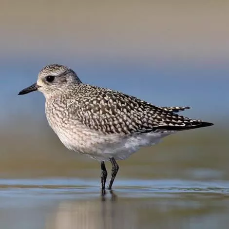 Adult Non Breeding Black-bellied Plover (Species=Pluvialis squatarola ...