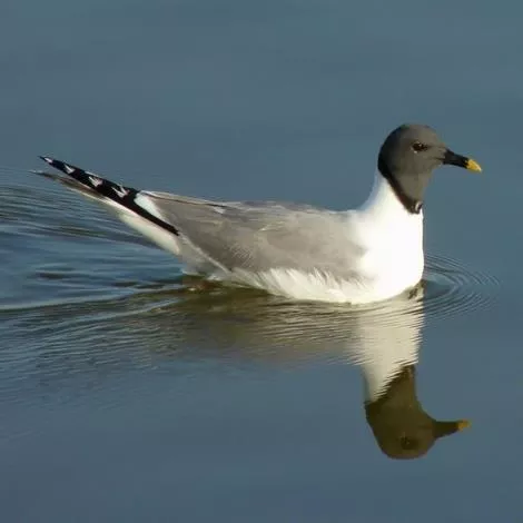 Adult Breeding Sabine's Gull (Species=Xema sabini) - Bird Id - Bird ...