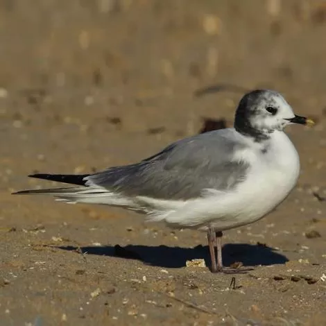 Adult Non Breeding Sabine's Gull (Species=Xema sabini) - Bird Id - Bird ...