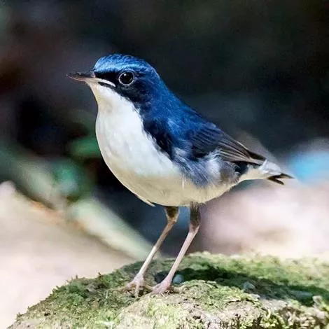 Male Siberian Blue Robin (Species=Larvivora cyane) - Bird Id - Bird ...
