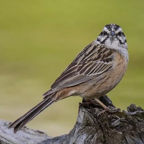 Male Non Breeding Rock Bunting (Species=Emberiza cia / Standard Name ...