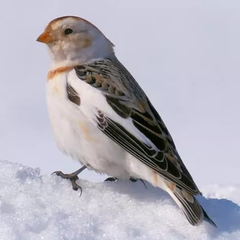 Adult Male Non Breeding Snow Bunting (Species=Plectrophenax nivalis ...