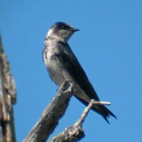 Female Purple Martin (Species=Progne subis / Standard Name=Purple ...