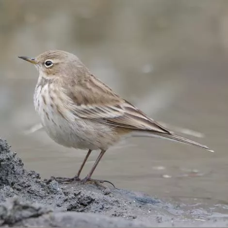 Non Breeding Water Pipit (Species=Anthus spinoletta / Standard Name ...