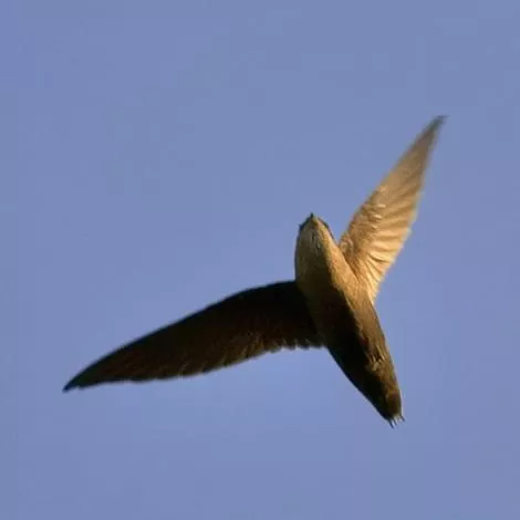 Chimney Swift (Species=Chaetura pelagica) - Bird Id - Bird Identification