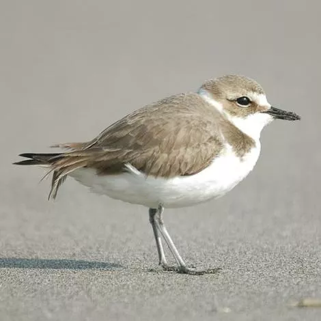 Male Non Breeding Snowy Plover (Species=Anarhynchus alexandrinus ...