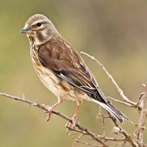 Adult Female Eurasian Linnet (Species=Linaria cannabina / Standard Name ...