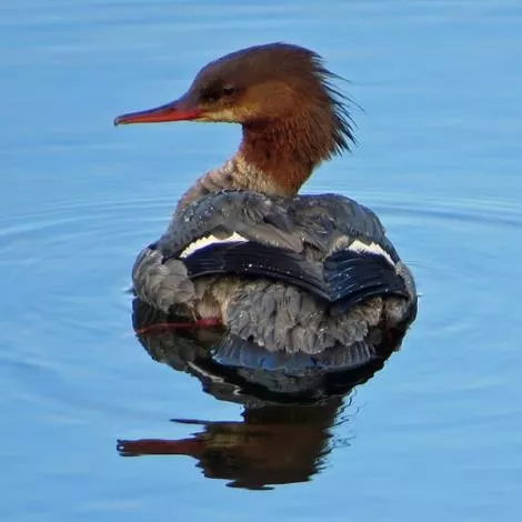 Male Non Breeding Common Merganser (Species=Mergus merganser / Standard ...