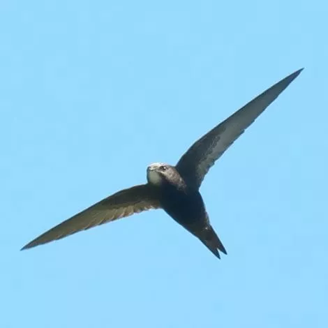 Common Swift (Species=Apus apus / Standard Name=Common Swift) - Bird Id ...