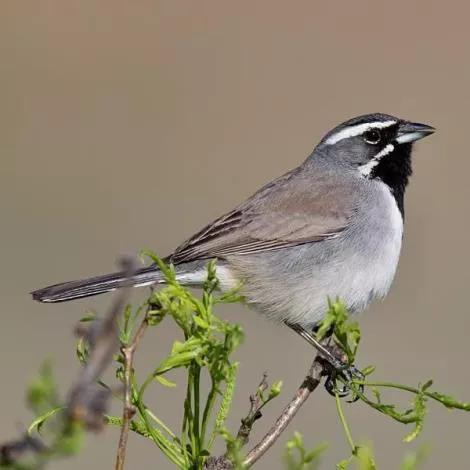 Black-throated Sparrow (Species=Amphispiza bilineata) - Bird Id - Bird ...