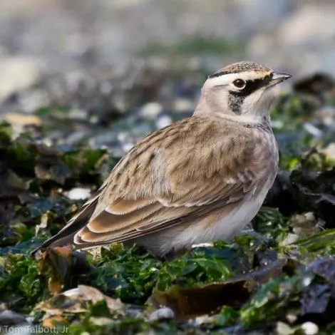Female Horned Lark (Species=Eremophila alpestris / Standard Name=Horned ...