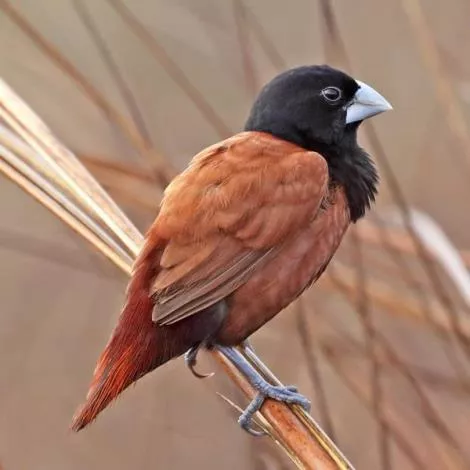 Adult Chestnut Munia (Species=Lonchura atricapilla) - Bird Id - Bird ...