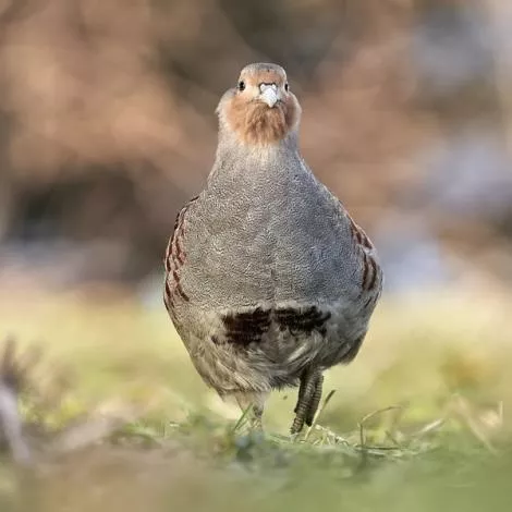 Bird Id - Easy Bird Identification - Easy Bird Identifier - North ...