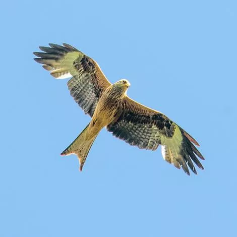 Juvenile Red Kite (Species=Milvus milvus / Standard Name=Red Kite ...