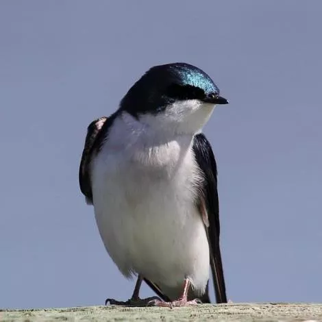 Male Tree Swallow (Species=Tachycineta bicolor / Standard Name=Tree ...