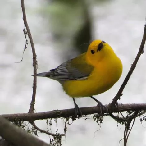 Male Prothonotary Warbler (Species=Protonotaria citrea / Standard Name ...