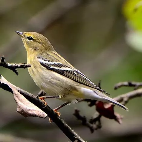 Non Breeding Blackpoll Warbler (Species=Setophaga striata / Standard Name=Blackpoll Warbler ...