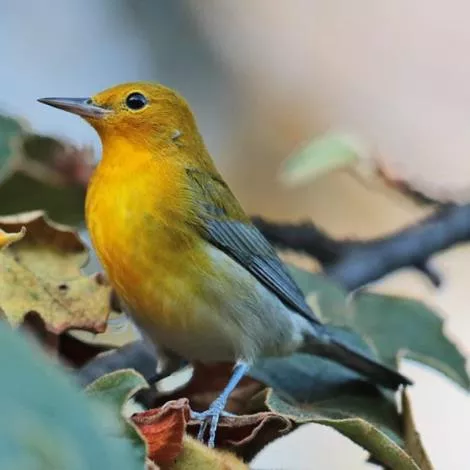 Female Prothonotary Warbler (Species=Protonotaria citrea / Standard ...