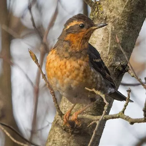 Female Varied Thrush (Species=Ixoreus naevius) - Bird Id - Bird ...