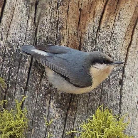 Pygmy Nuthatch (Species=Sitta pygmaea) - Bird Id - Bird Identification