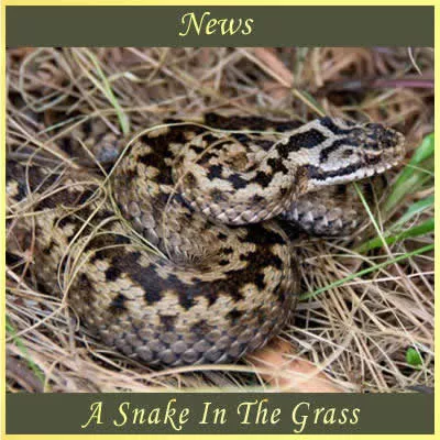 Sprocker Breed Register - The Sprocker Spaniel Club