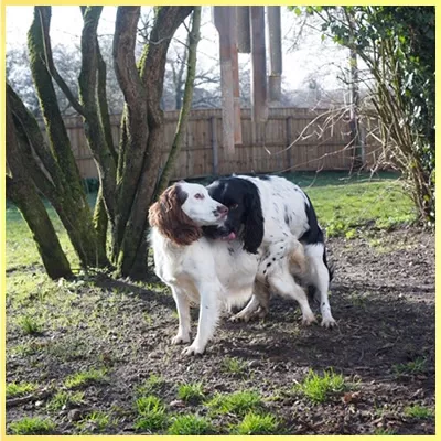 Sprocker Breed Register - Why Is My Dog Humping