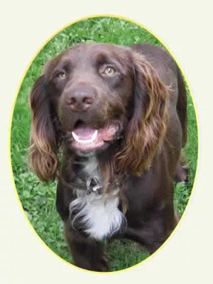 Sprocker Breed Register - The Sprocker Spaniel Club