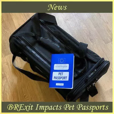 Sprocker Breed Register - News - BRExit Pet Passports