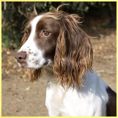 Sprocker Breed Register - How Big Is A Sprocker